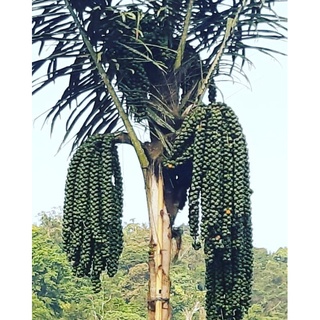 Jual Akar pohon aren / Akar Kawung 1kg | Shopee Indonesia