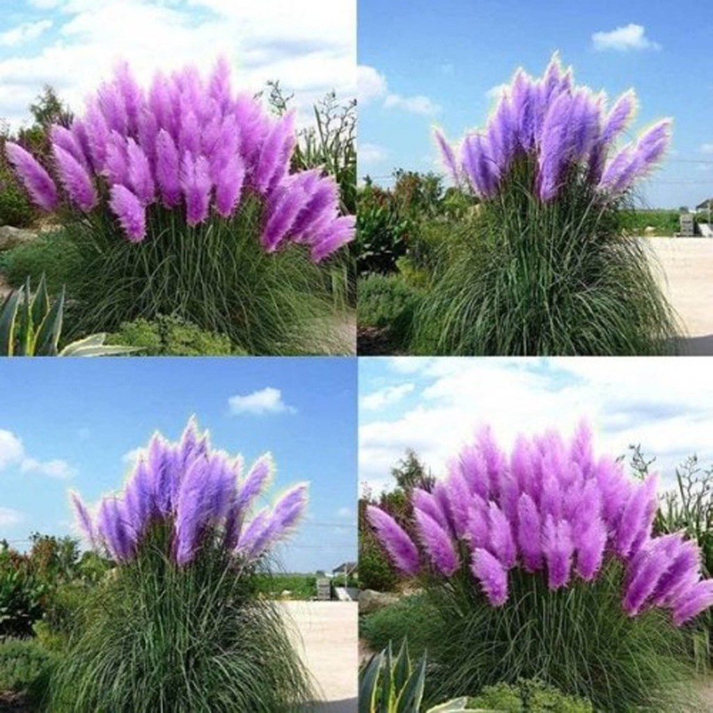 Jual Biji Bunga Pampas Grass Ungu - Rumput Unik Warna Ungu - Bibit ...
