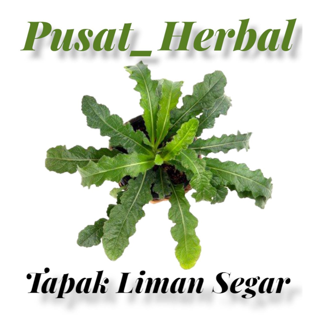 Jual Daun tapak liman segar 200 gram tapakliman segar | Shopee Indonesia
