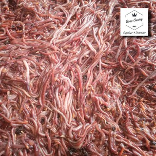 Jual Cacing Tiger (Eisia Fetida) | Shopee Indonesia