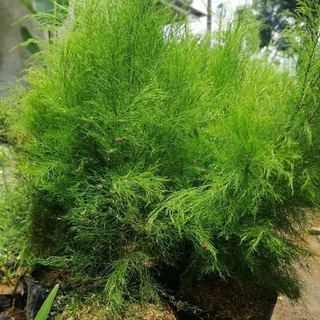 Jual Tanaman Hias Cemara Balon - Pohon Cemara Balon - Pohon Cemara ...