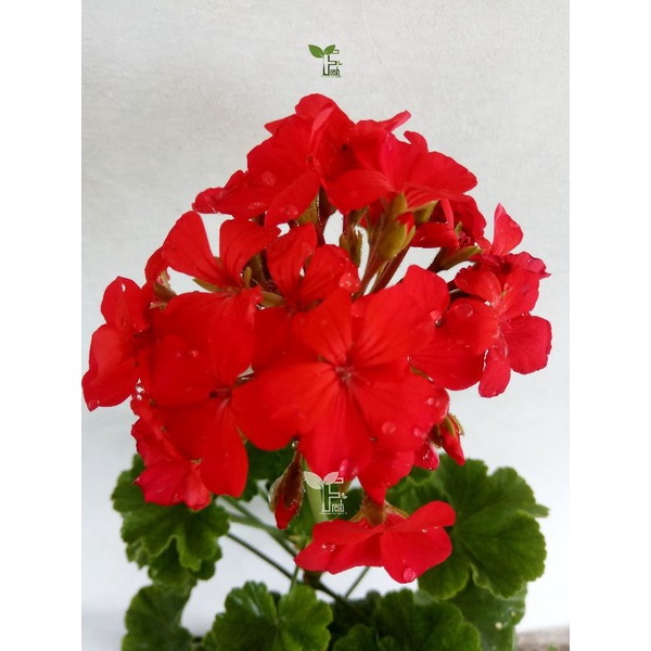 Jual tanaman geranium duduk merah | Shopee Indonesia