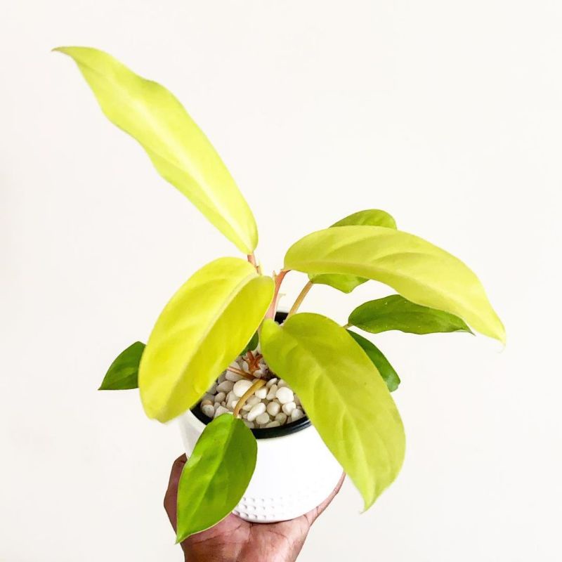 Jual Tanaman hias philodendron lemon lime / pilo lemon / Philo centong ...