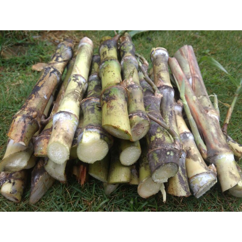 Jual Bibit Stek Tebu Telur(ikan,lilin) Terubuk Terubus Endog Tiwu ...