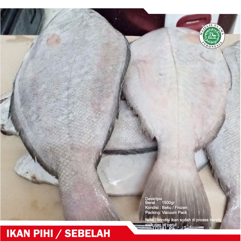 Jual Ikan Pihi 1.5 kg - Bersih Sisik dan Isi Perut | Shopee Indonesia