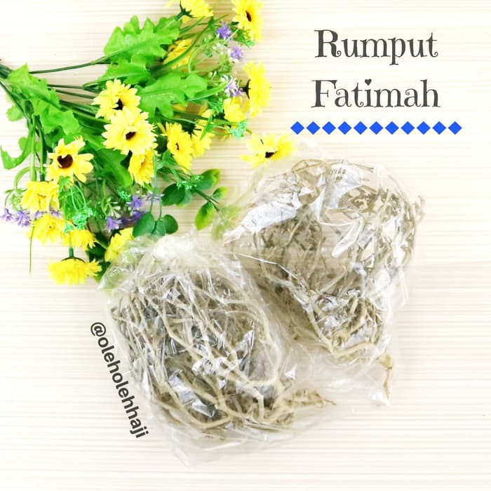 Jual Rumput Fatimah NBJ | Shopee Indonesia