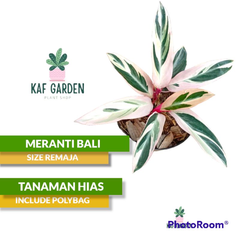 Jual Calathea Multicolor Tanaman Hias Meranti Bali calatea Bali kalatea ...