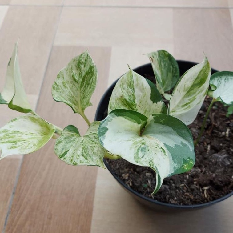 Jual tanaman hias bunga sirih gading keong variegata/manjula | Shopee ...