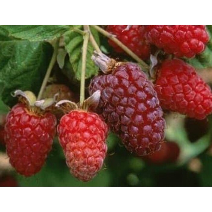 Jual Bibit raspberry | Shopee Indonesia