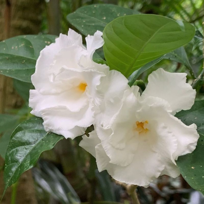 Jual Bibit tanaman bunga mondokaki/pinwheel/crape jasmine ...