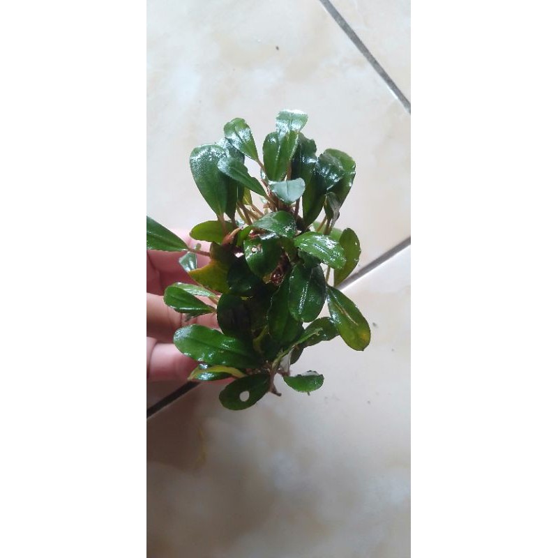 Jual Buce palandra/Velvet tanaman aquascape | Shopee Indonesia