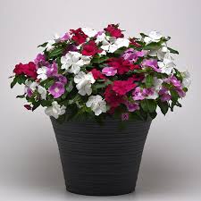 Jual Benih Bibit Bunga Vinca VALIANT MIX F1 tahan penyakit busuk batang ...