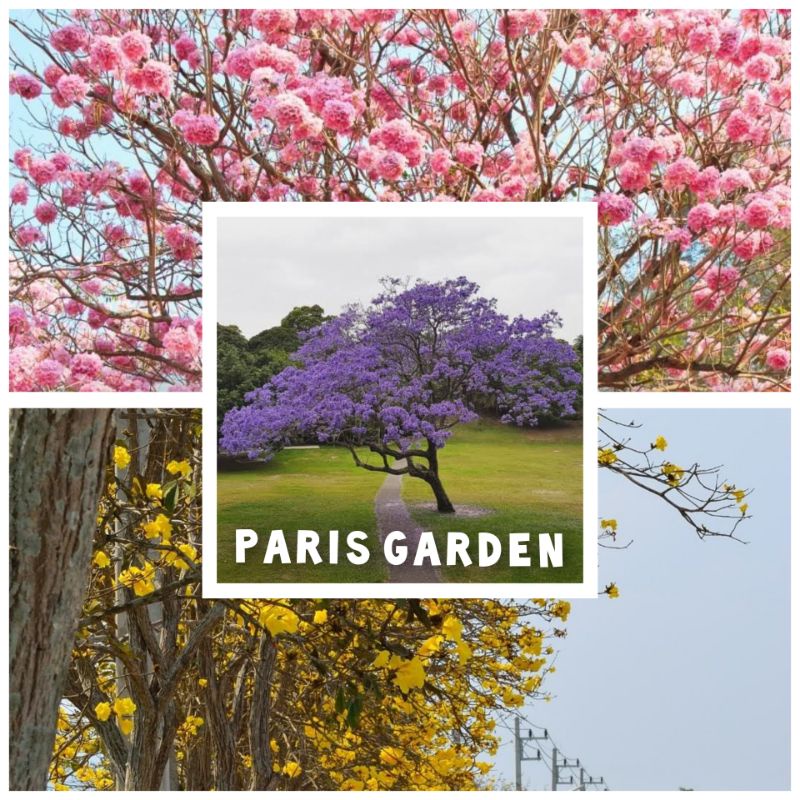 Jual PAKET 3 BUNGA TABEBUYA KUNING UNGU PINK - TANAMAN HIAS TABEBUYA ...