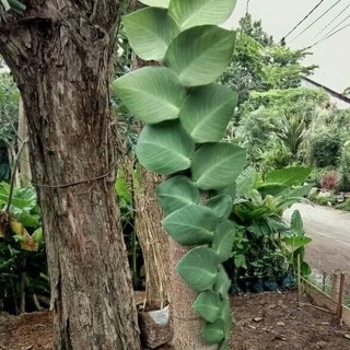 Jual Tanaman Dolar Rambat di dinding Jumbo Daun Besar | Shopee Indonesia
