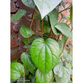 Jual sirih temu rose | Shopee Indonesia