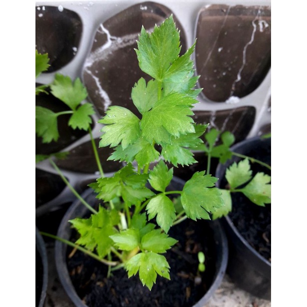 Jual daun sop hidup / daun seledri hidup berakar / bibit daun sop hidup ...