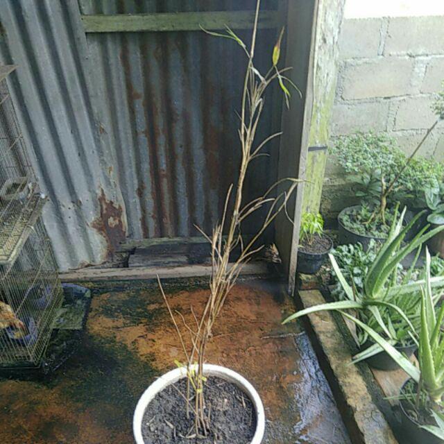 Bambu Kuning Mini | Shopee Indonesia