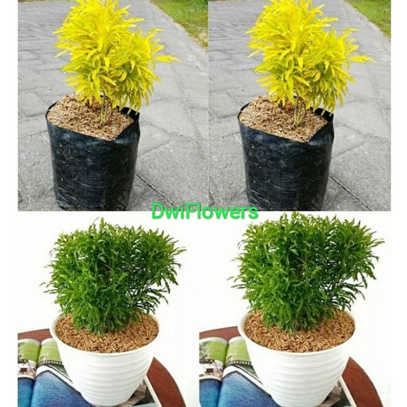 Jual PROMO!! paket 2 tanaman hias brokoli | tanaman hias brokoli ijo ... Jual PROMO!! paket 2 tanaman hias brokoli | tanaman hias brokoli ijo ...