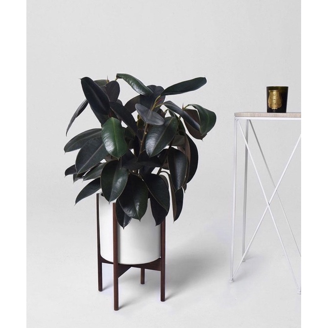 Jual Tanaman indoor hidup karet kebo-tanaman hidup-bunga hidup-karet ...