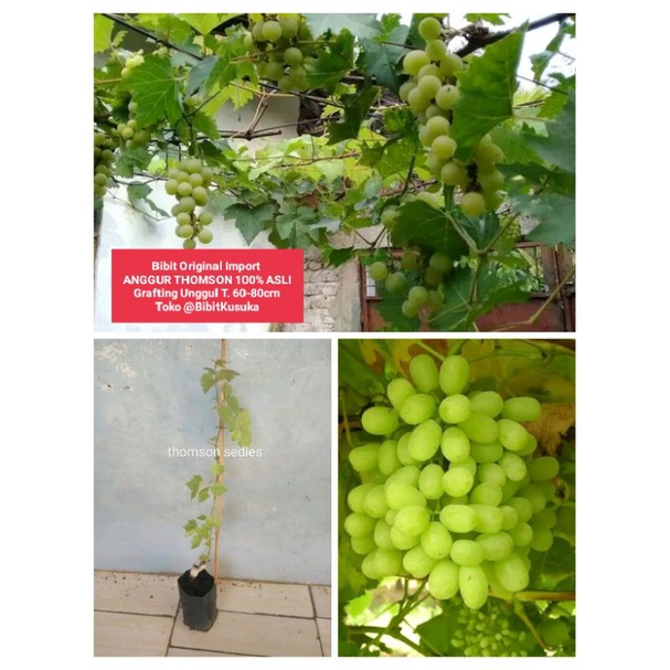 Jual Bibit Kualitas No.1 ANGGUR IMPOER THOMSON Original Unggul Cepat ...