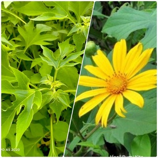 Jual Daun Insulin Kipait 200 Gram Kipahit Yakon Smallanthus ...