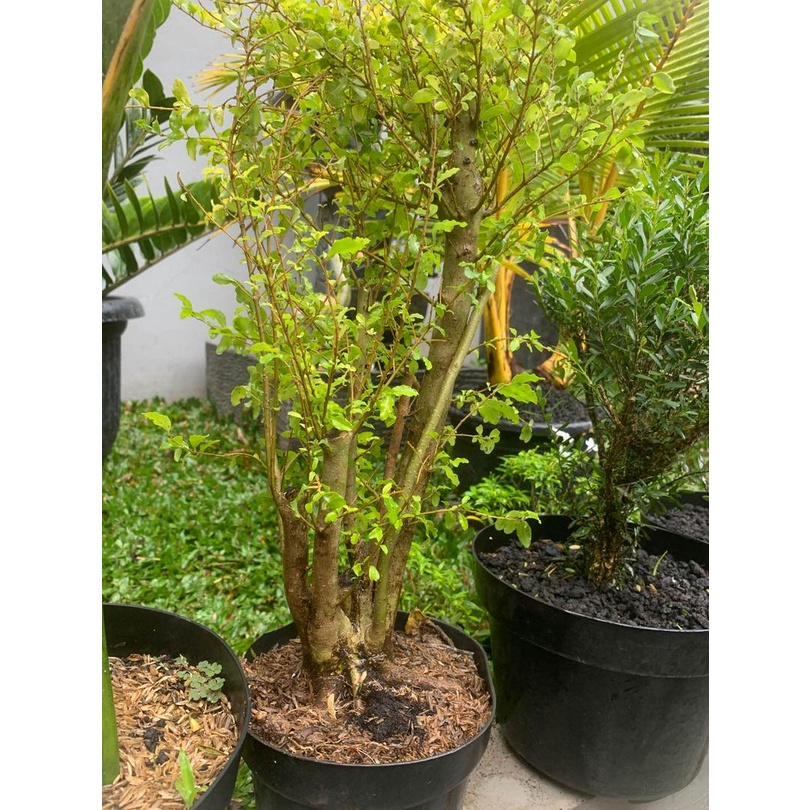 Jual Bahan Bonsai Legistrum Golden Batang Besar Free Kawat Bonsai ...