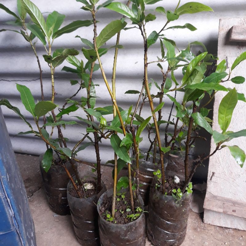 Jual bibit bonsai loa murah | Shopee Indonesia