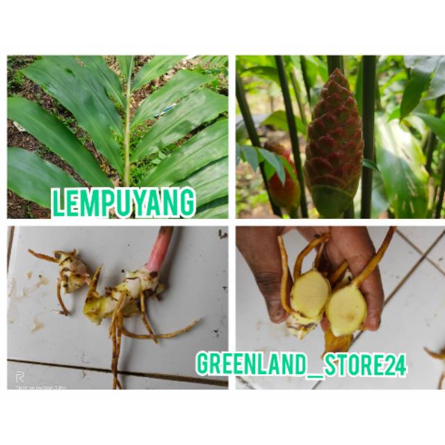 Jual Ramuan herbal - bibit pohon lempuyang - lempuyang - tanaman herbal ...