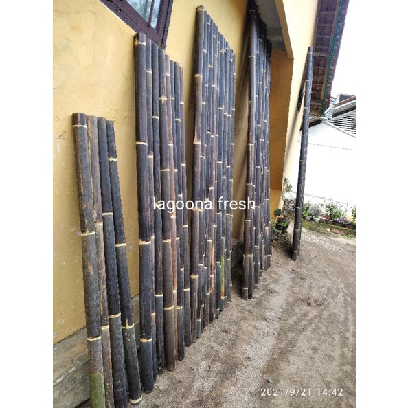 Jual bambu hitam utuh/Bambu hitam glondongan 150 cm | Shopee Indonesia