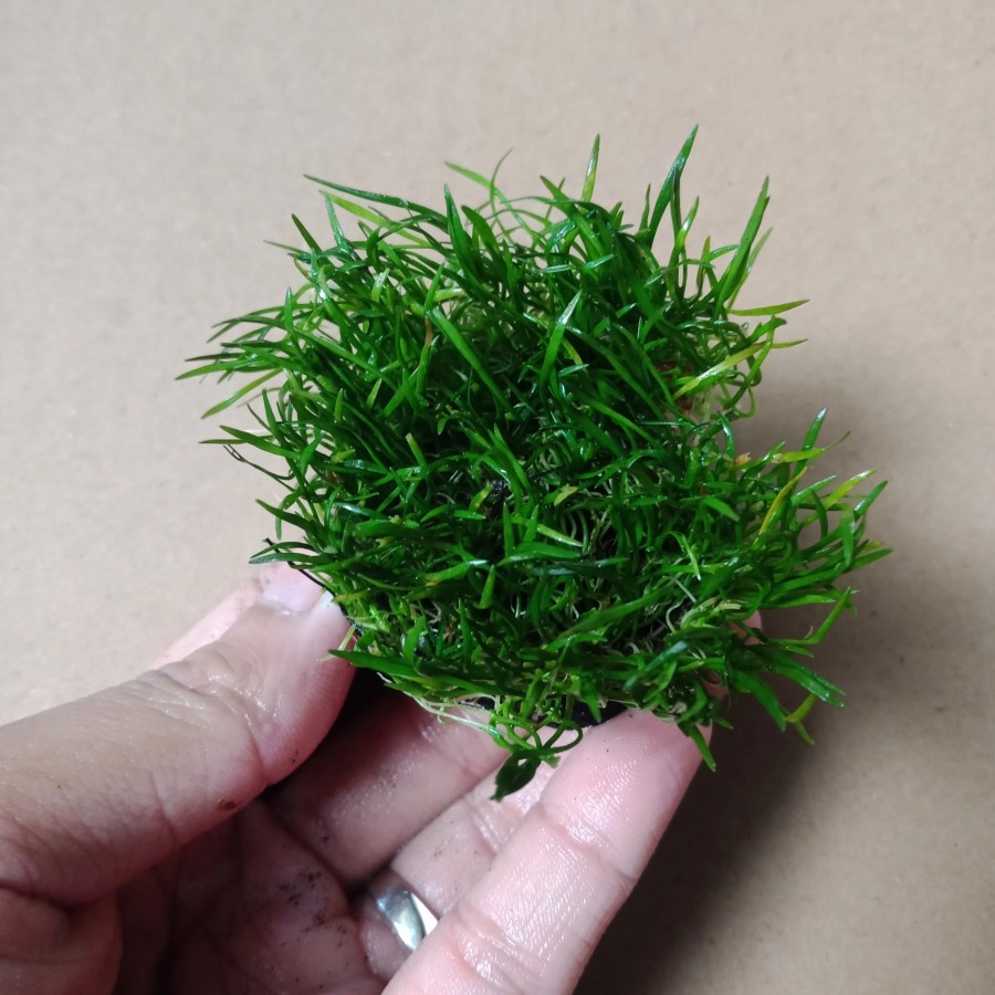 Jual WABIKUSA LILIOPSIS /LILAEOPSIS BRASILIENSIS AQUASCAPE | Shopee ...