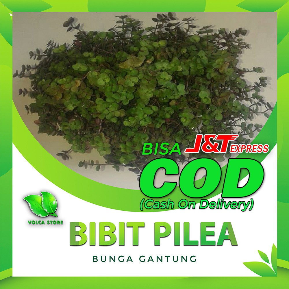 Jual BIBIT PILEA BIBIT BUNGA GANTUNG TANAMAN HIAS TMBUHAN HIAS TANAMAN ...