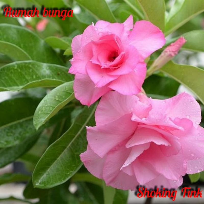 Jual Adenium Bunga Tumpuk Shoking Fink Shopee Indonesia