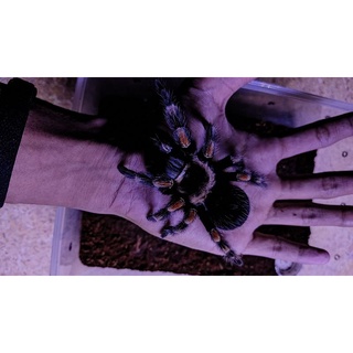 Jual tarantula Bracyphelma hamori female 10cm | Shopee Indonesia