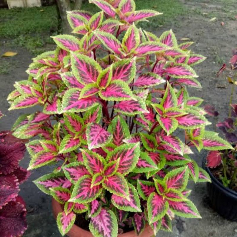 Jual Miana (Dominan Hijau) iler atau Coleus atropurpureus Bunga ...