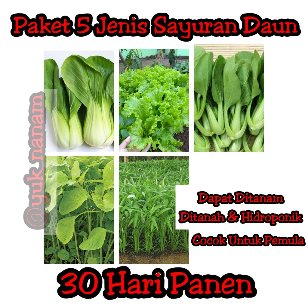 Jual Paket 5 Macam Benih Sayuran Daun 30 Hari Panen Bayam Kangkung Sawi ...