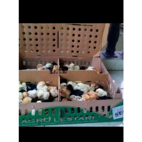 Harga DOC Ayam Joper BOX Terbaru Sep 2024 |BigGo Indonesia