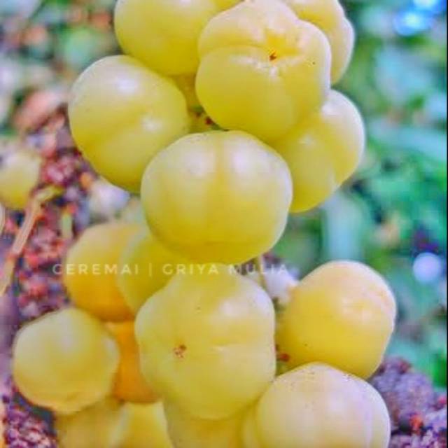 Jual Buah Ceremai 1 kg - Cereme 1 kg | Shopee Indonesia