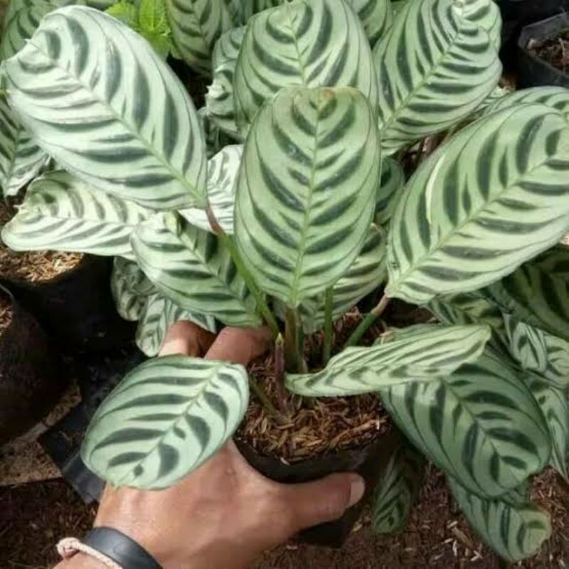 Jual Tanaman indoor maranta ekor merak / calathea sepat | Shopee Indonesia