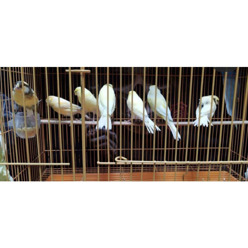 Jual BURUNG KENARI AF 1 (umur 2bulan) | Shopee Indonesia