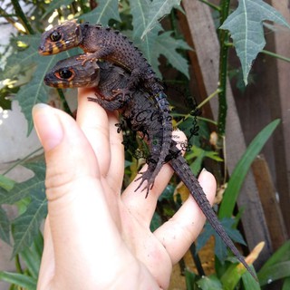 Jual Red Eyed Crocodile Skink Crocskink Kadal Duri Papua Captive Hatch ...