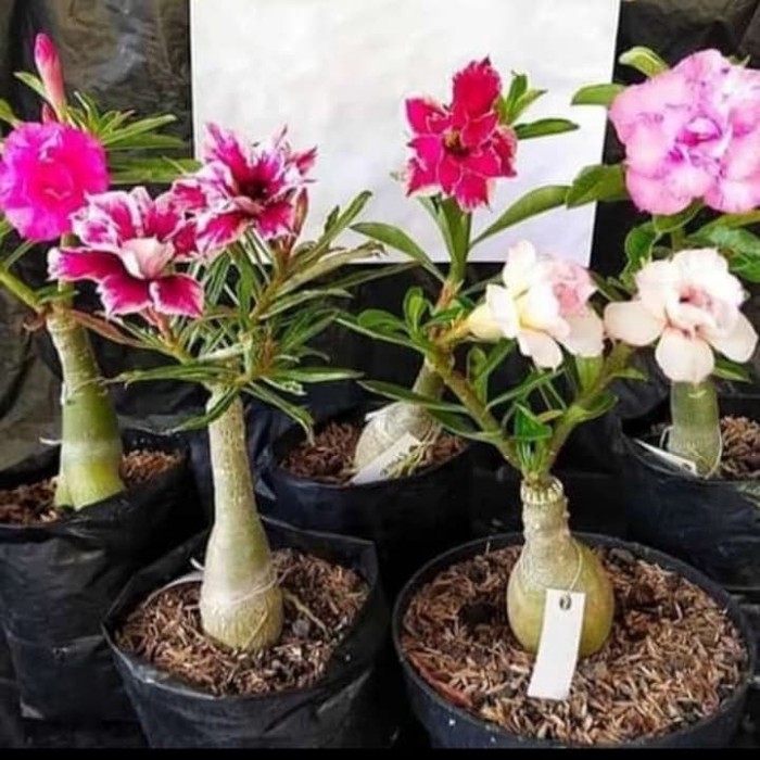 Jual Paket 5 Tanaman hidup Adenium Bunga Tumpuk bonggol besar- Kamboja ...