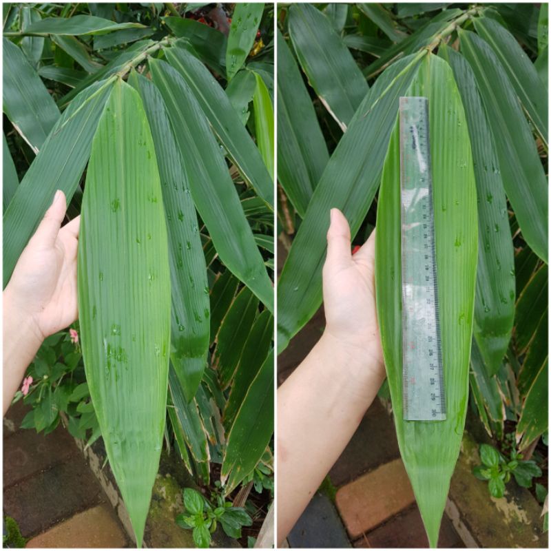 Jual Daun bambu + tali (untuk bakcang / kicang) | Shopee Indonesia