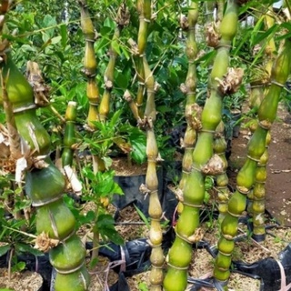 Jual Tanaman Hias Bambu Nagin/Bambu Tasbih/Bambu Katak/Bambu Gendang ...