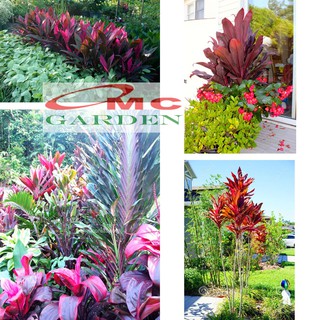 Jual Bibit Tanaman Hias Hanjuang Andong Sawang Daun Merah HANJUANG-M ...