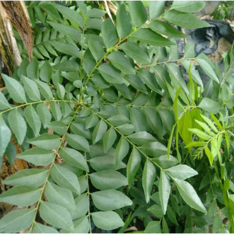 Jual Daun Kare Salamkoja Korokeling temuru petik segar | Shopee Indonesia