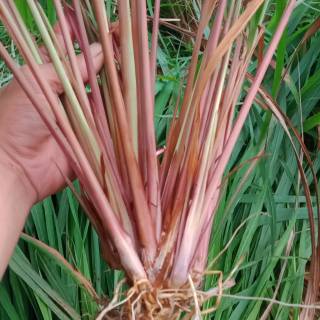 Jual Sereh merah serah wangi organik/500gram | Shopee Indonesia