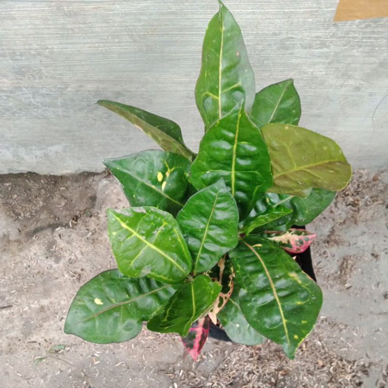 Jual Tanaman Hias Puring kura kura | Shopee Indonesia