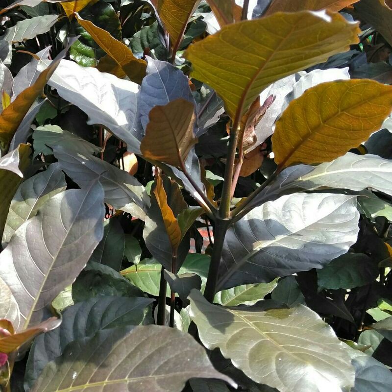 Jual Bibit tanaman daun ungu / handeleum (tanaman herbal) | Shopee ...