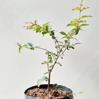 Jual Tanaman bunga sakura mini / Bungur kecil (Lagerstroemia indica L ...