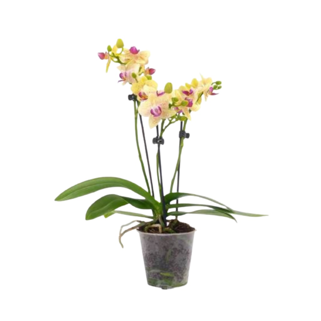Jual Bunga Anggrek Bulan Mini / Phalaenopsis Mini Orchidfays. Tanaman ...